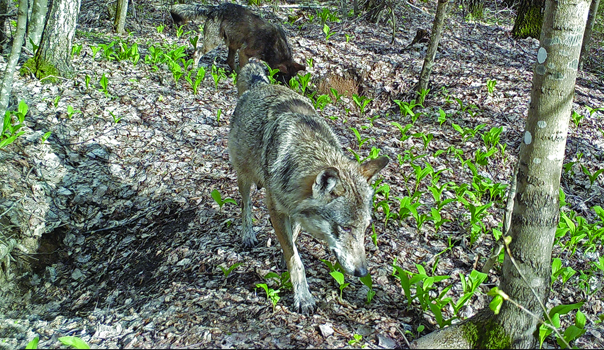 Recently published book on the wolf reproduction biology – Zoology by ...