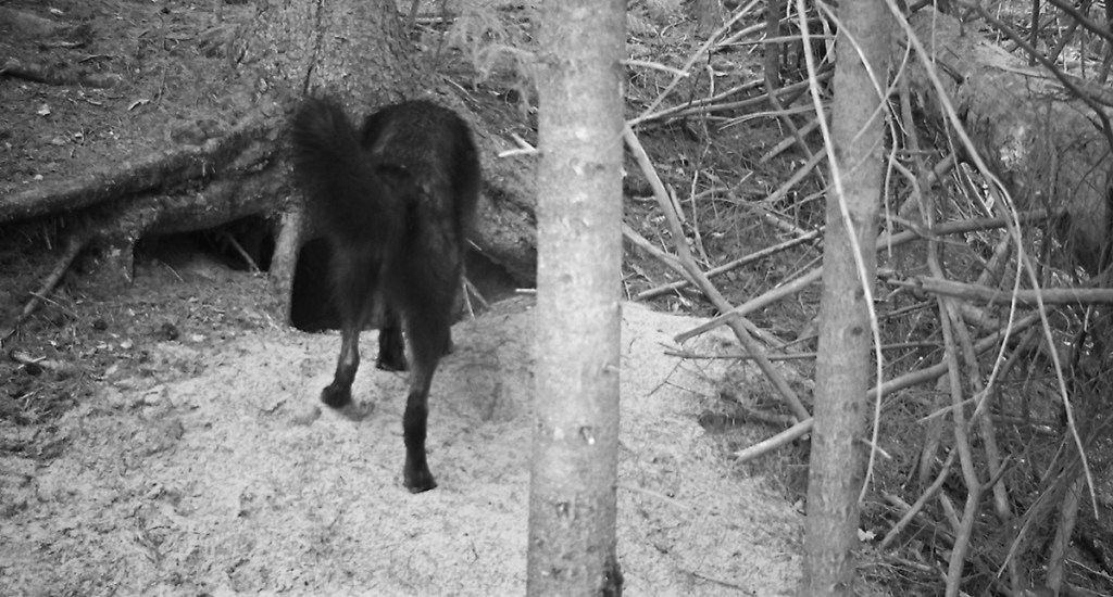 Investigation of the wolf population biology (general information ...