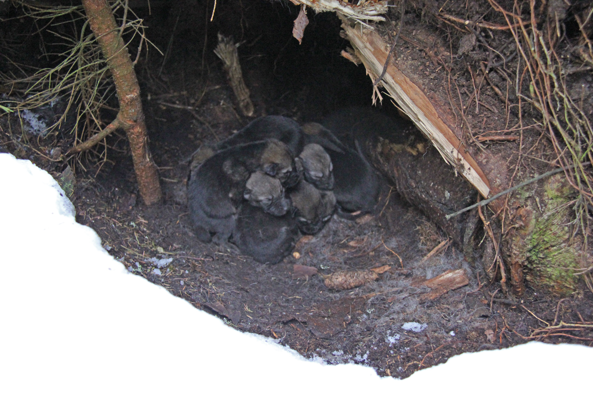 Wolf breeding peculiarities – Zoology by Vadim Sidorovich