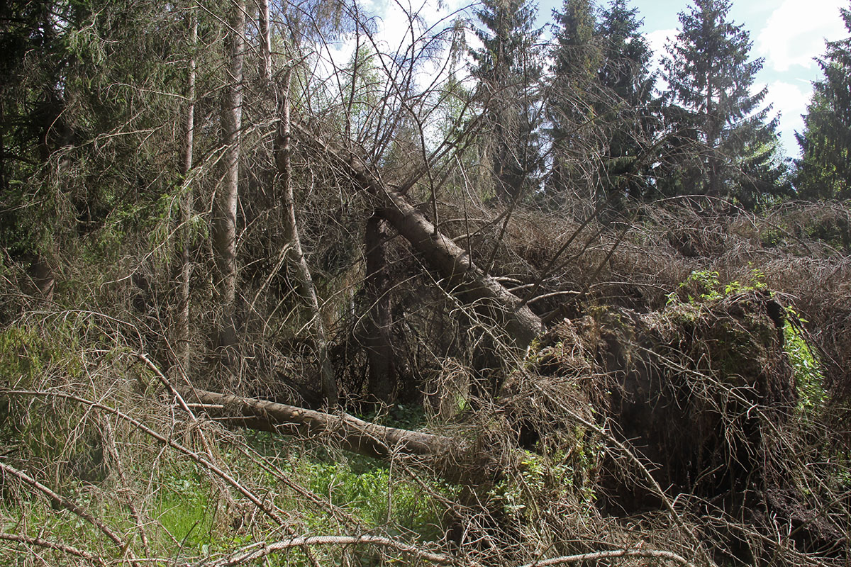 Difference in hunting styles of lynxes between the warm and cold season ...