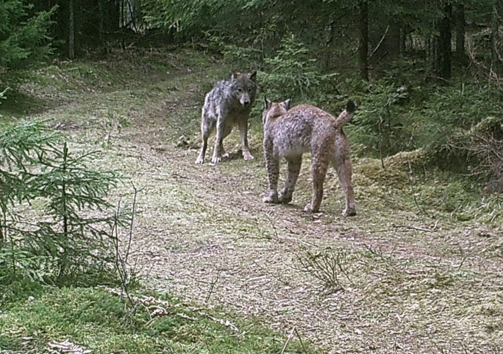 Findings on the interference between wolves and lynxes – Zoology by ...