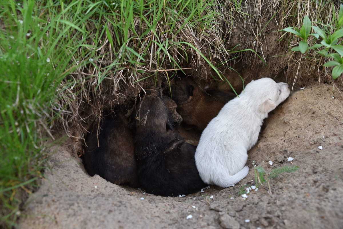 Wolf breeding peculiarities – Zoology by Vadim Sidorovich