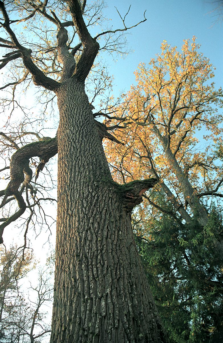 Book about Naliboki Forest – Zoology by Vadim Sidorovich