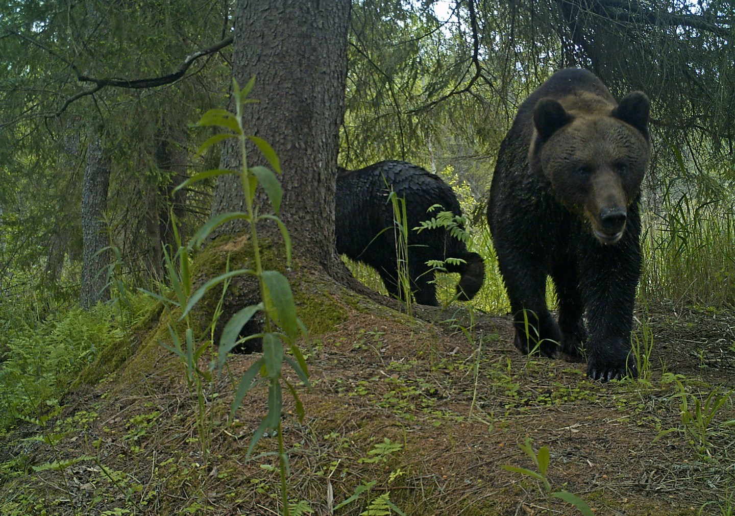 Story of the brown bear in Naliboki Forest and the peculiarity of the ...