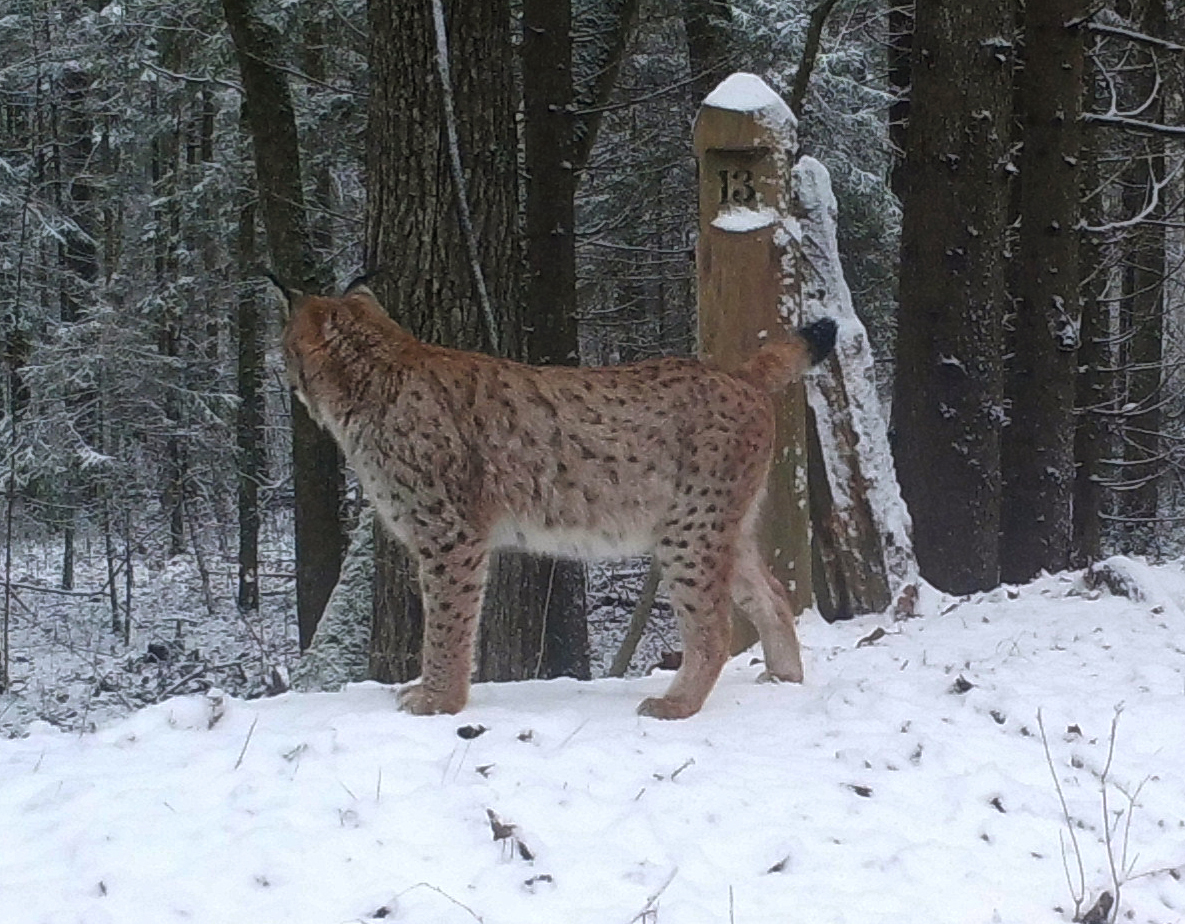 The variety of life styles of Eurasian lynxes in Belarus – Zoology by ...