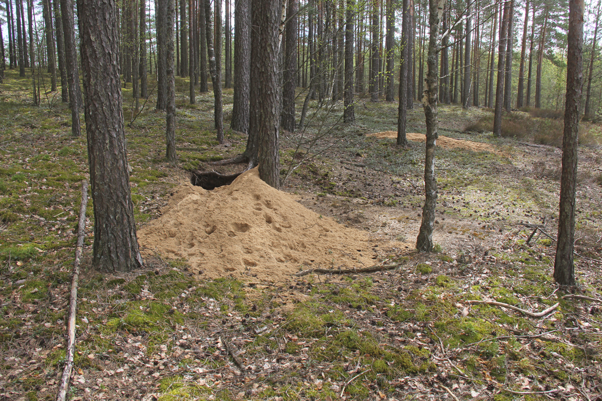 The next step in the change of wolf denning habitats in connection with ...