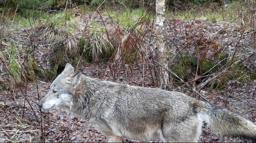 Which mammal species use wolf burrows? – Zoology by Vadim Sidorovich