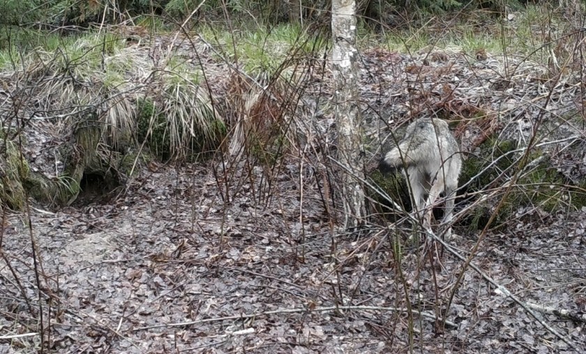 Which mammal species use wolf burrows? – Zoology by Vadim Sidorovich