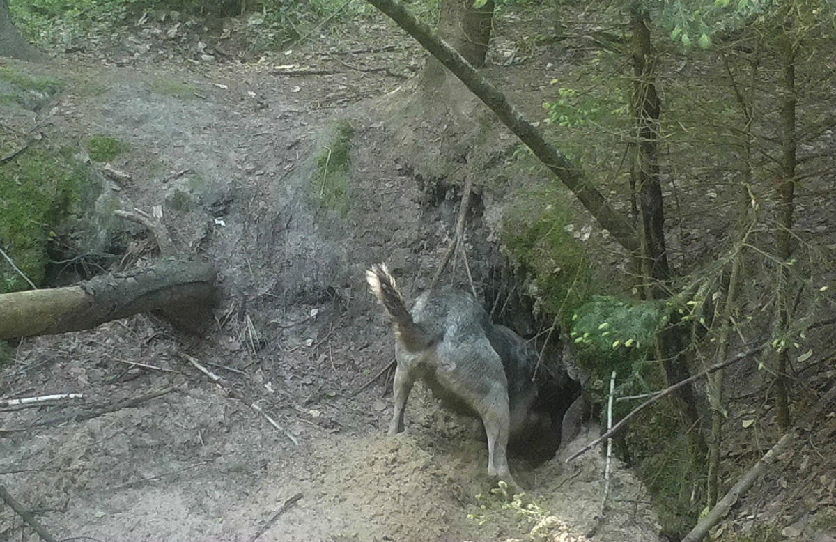 Which mammal species use wolf burrows? – Zoology by Vadim Sidorovich