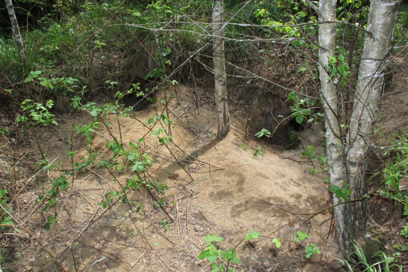 Which mammal species use wolf burrows? – Zoology by Vadim Sidorovich