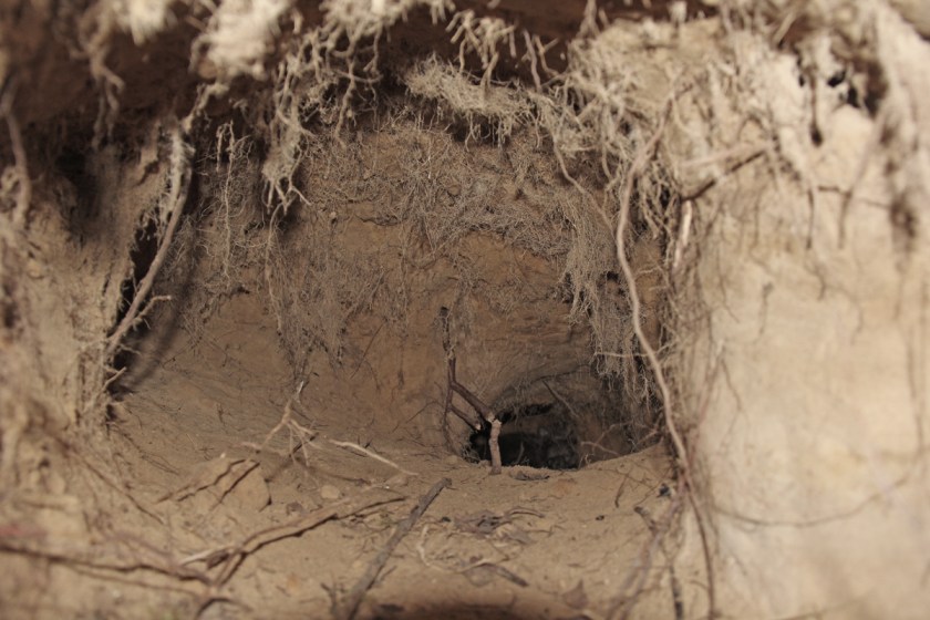 Which mammal species use wolf burrows? – Zoology by Vadim Sidorovich