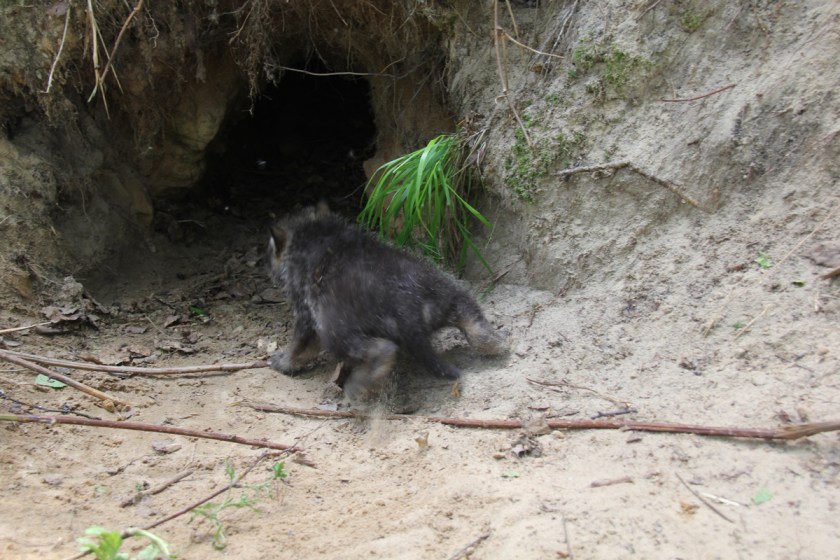 Which mammal species use wolf burrows? – Zoology by Vadim Sidorovich