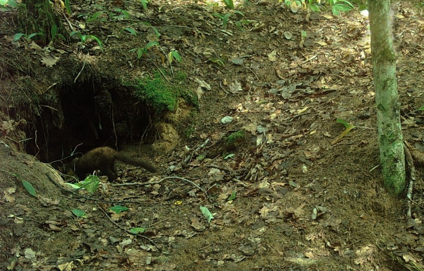 Which mammal species use wolf burrows? – Zoology by Vadim Sidorovich