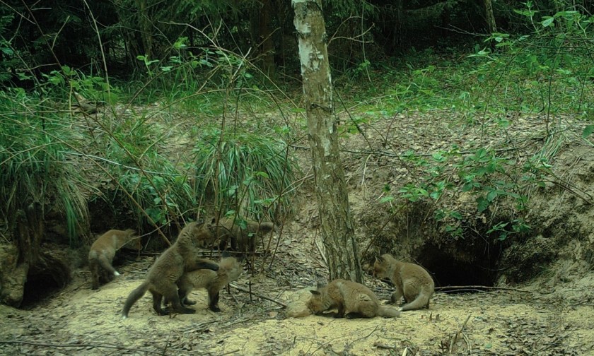 Which mammal species use wolf burrows? – Zoology by Vadim Sidorovich