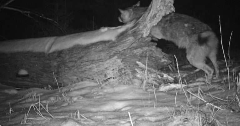 Extermination of red foxes and raccoon dogs by lynxes and wolves in ...
