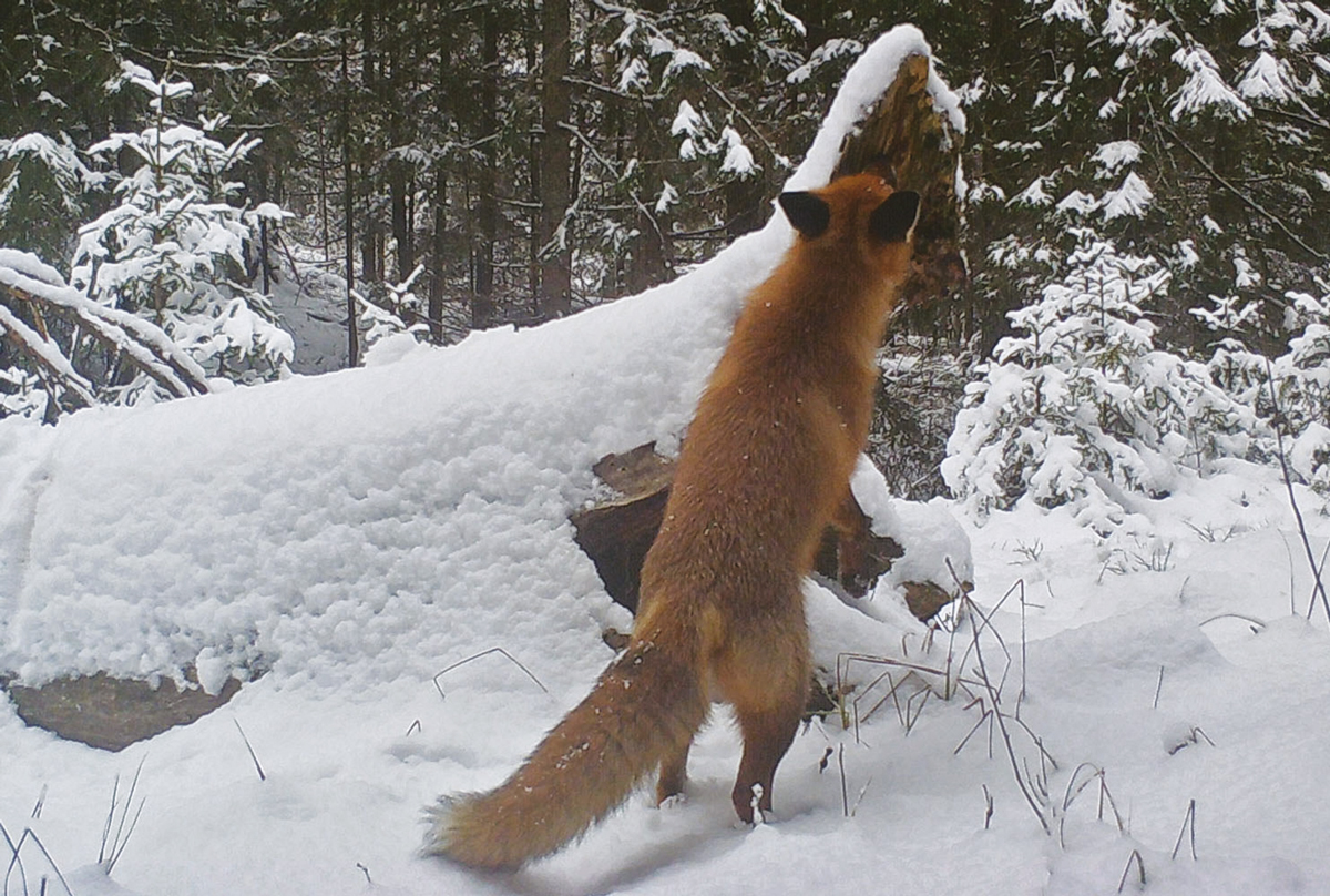 Extermination of red foxes and raccoon dogs by lynxes and wolves in ...