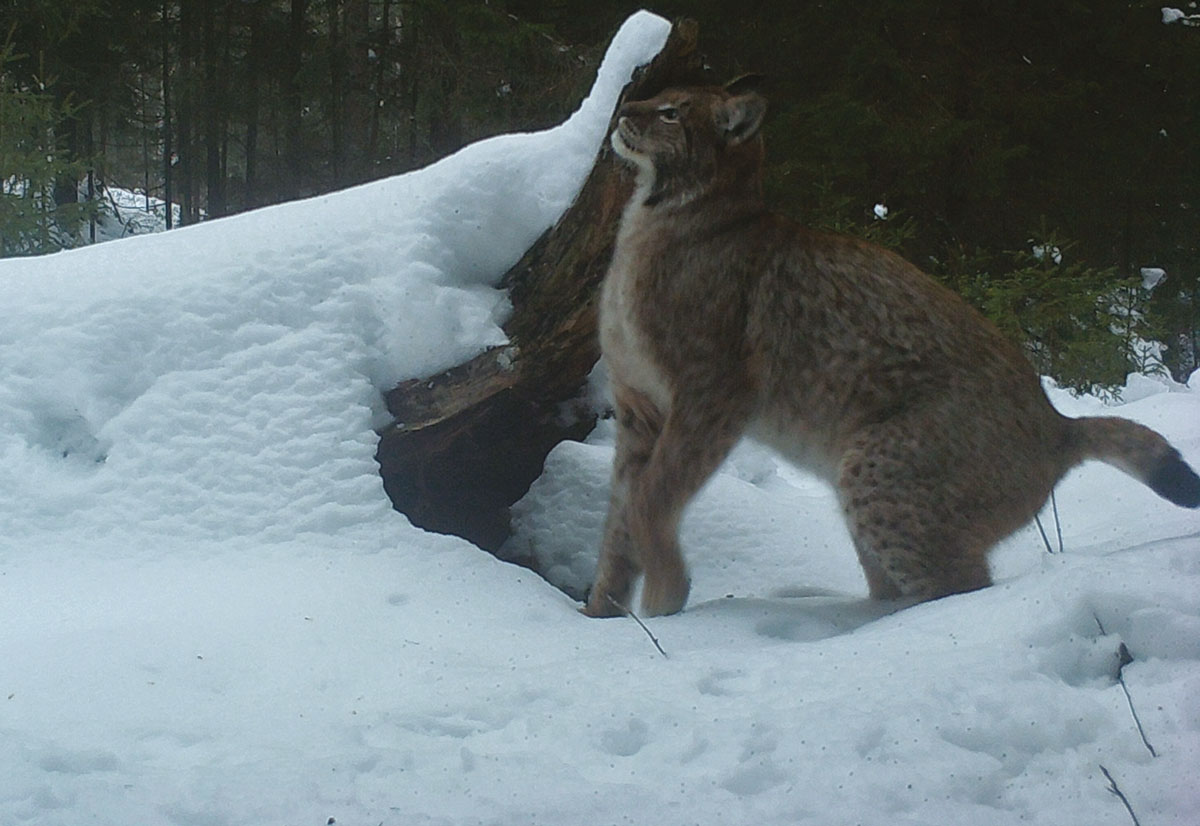 Extermination of red foxes and raccoon dogs by lynxes and wolves in ...