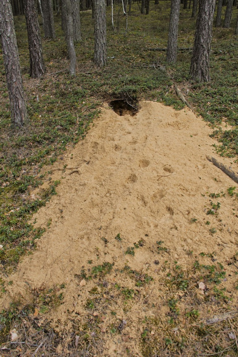 Extermination of red foxes and raccoon dogs by lynxes and wolves in ...