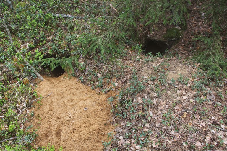 Extermination of red foxes and raccoon dogs by lynxes and wolves in ...