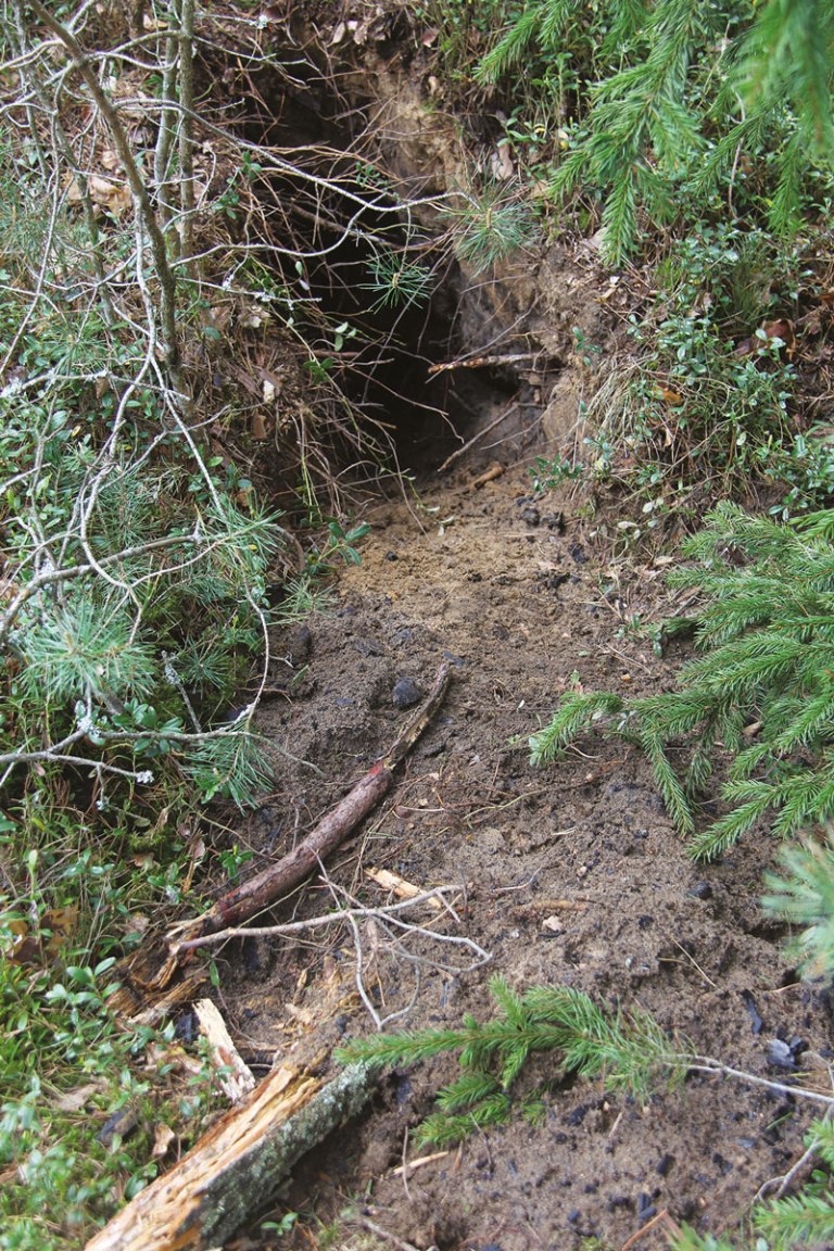 Extermination of red foxes and raccoon dogs by lynxes and wolves in ...