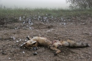 Extermination of red foxes and raccoon dogs by lynxes and wolves in ...