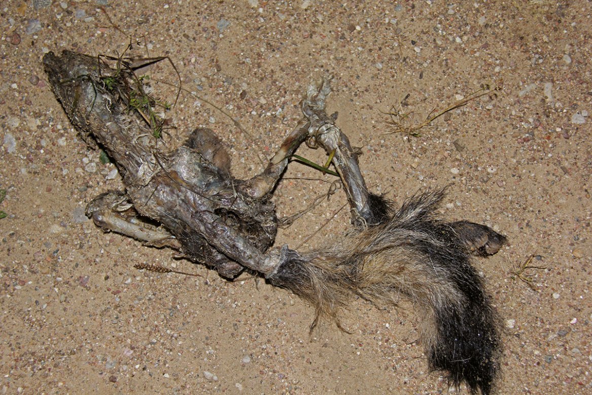 Extermination of red foxes and raccoon dogs by lynxes and wolves in ...