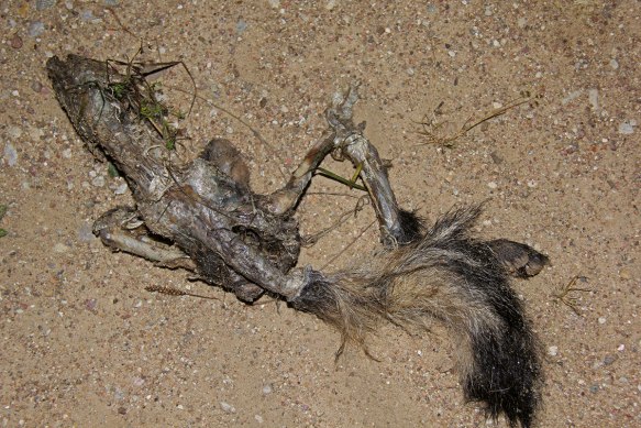 Extermination of red foxes and raccoon dogs by lynxes and wolves in ...