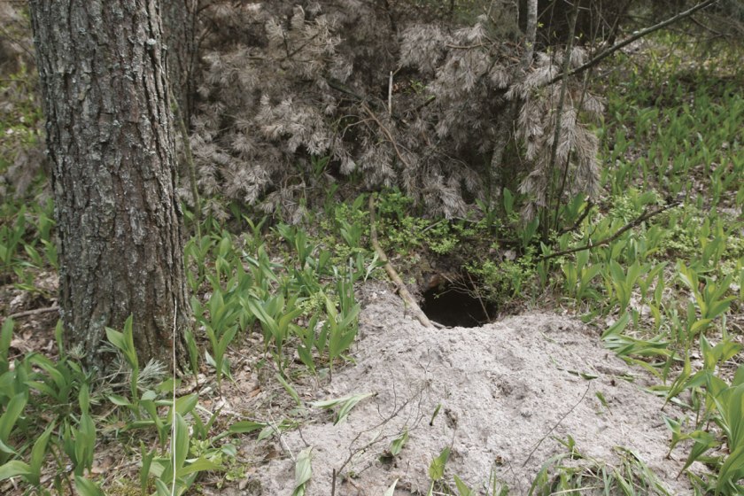 Extermination of red foxes and raccoon dogs by lynxes and wolves in ...