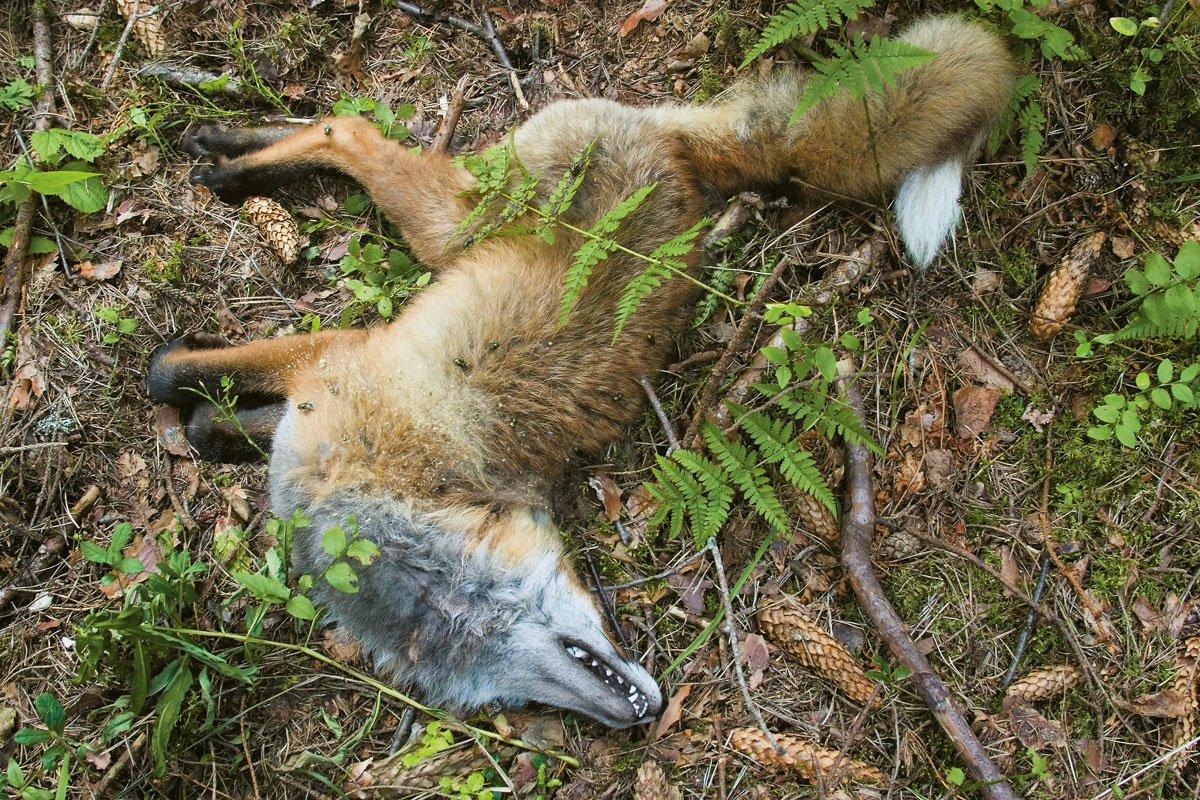 Extermination of red foxes and raccoon dogs by lynxes and wolves in ...