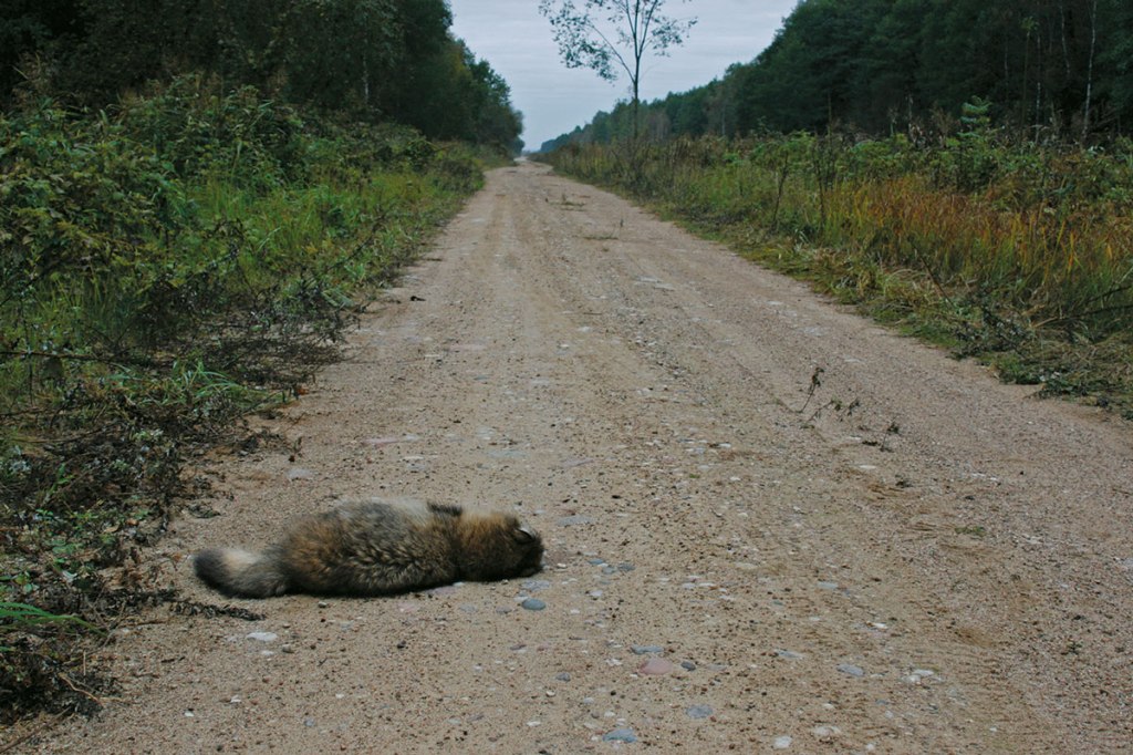 Extermination of red foxes and raccoon dogs by lynxes and wolves in ...