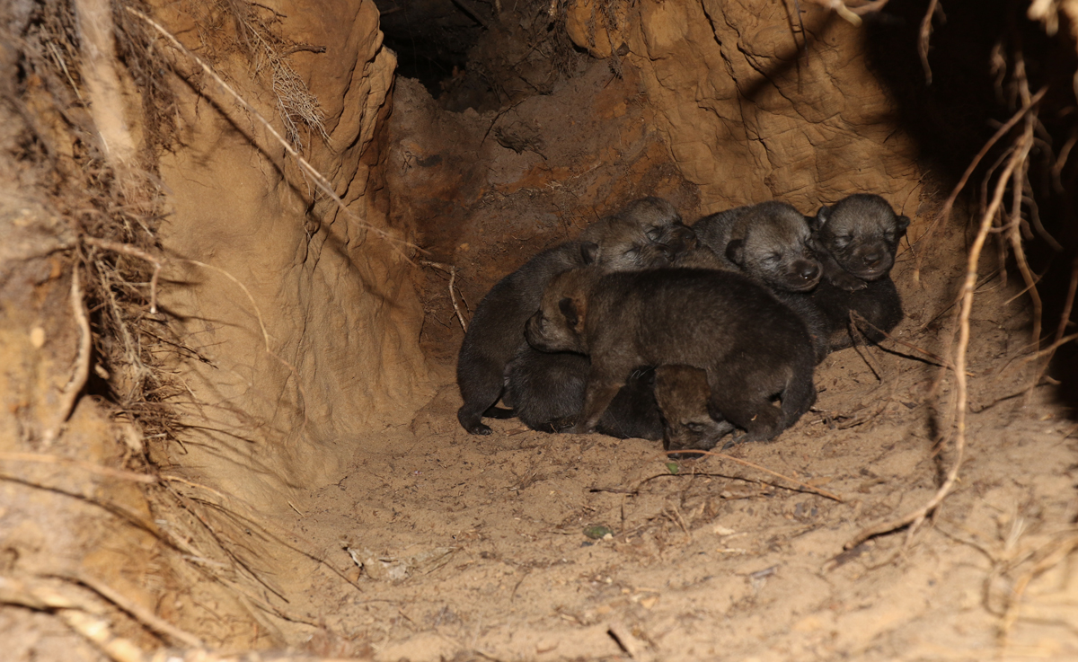 Change in the way of our study on the wolf breeding in Naliboki Forest ...