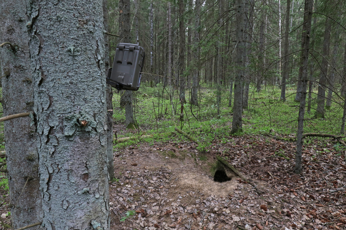 Change in the way of our study on the wolf breeding in Naliboki Forest ...