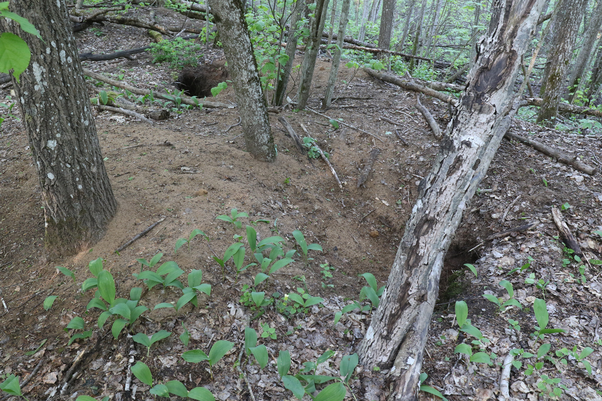 Nowadays in Naliboki Forest wolves den almost exclusively in burrows ...