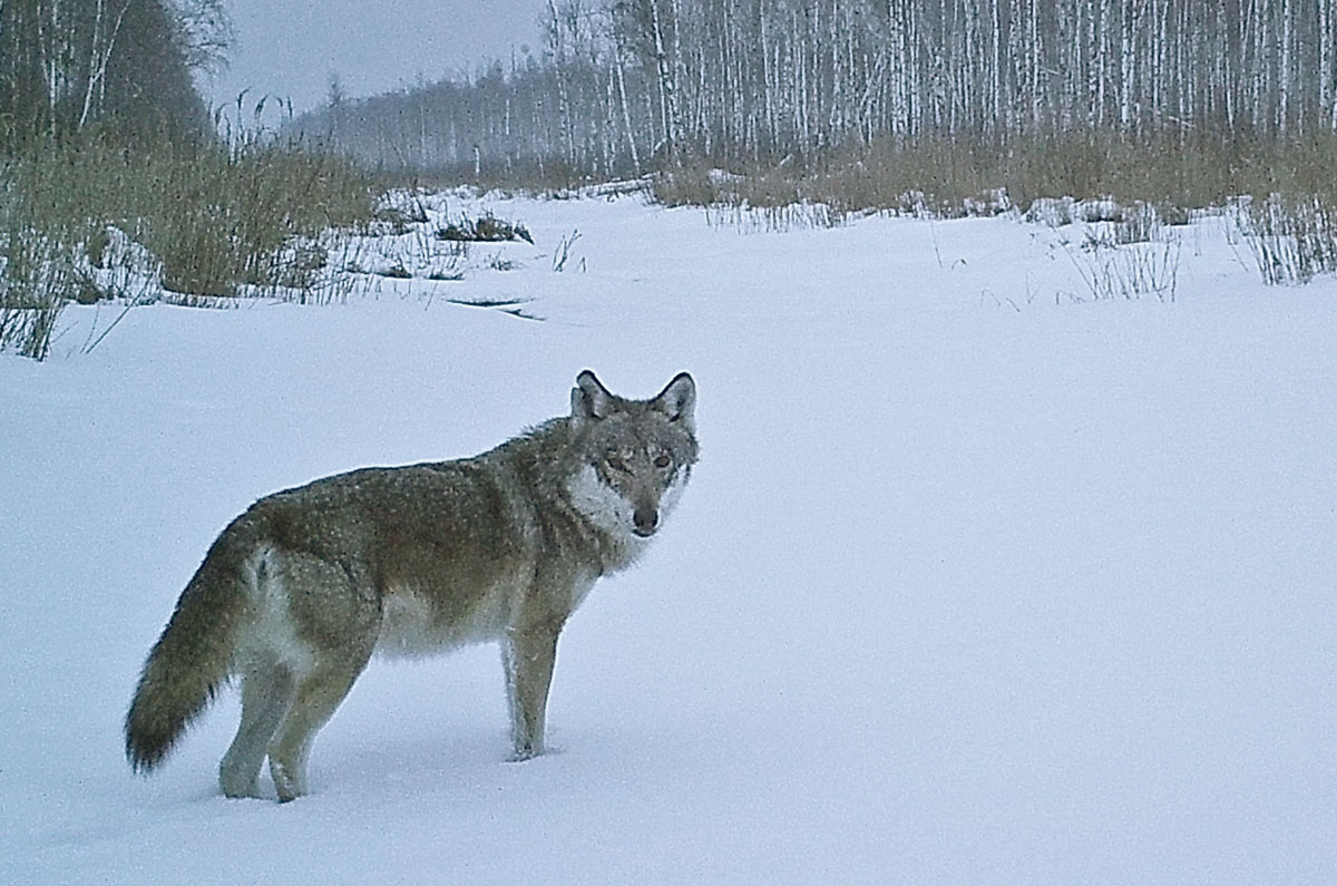Breeding story of one model wolf pack leading by Torn Ear dominant ...
