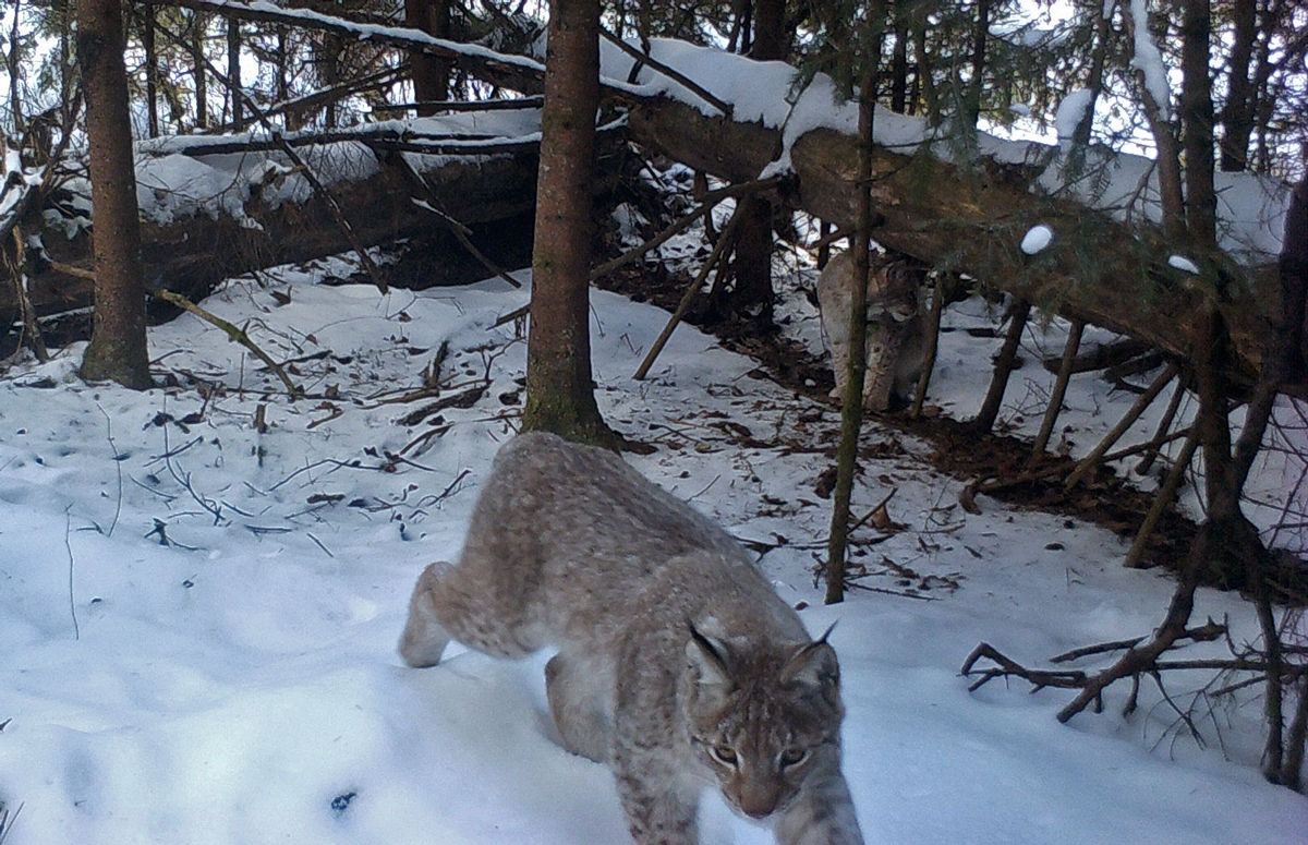 Documentation of prolonged mating season in Eurasian lynxes – Zoology ...