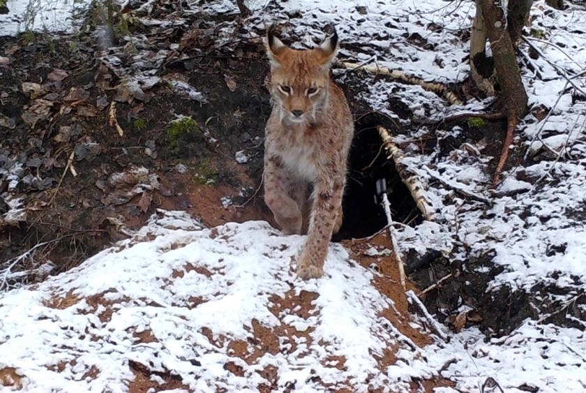 Breeding story of one model wolf pack leading by Torn Ear dominant ...
