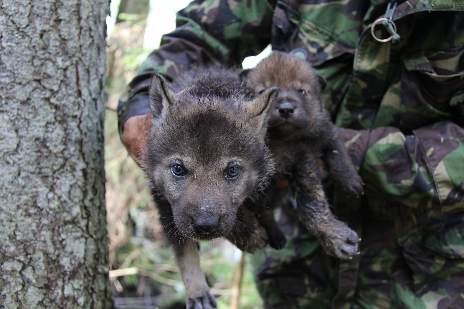 Breeding story of one model wolf pack leading by Torn Ear dominant ...