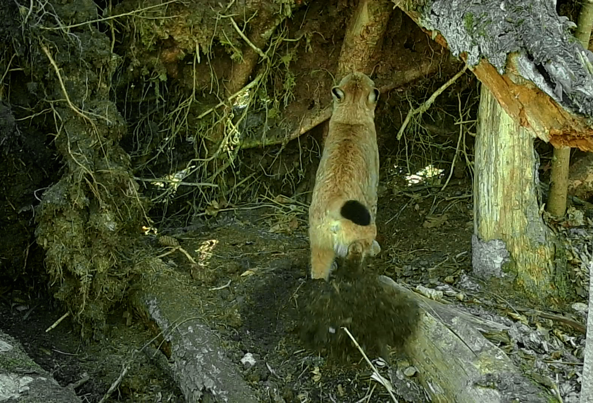 Poorly known marking manner of the Eurasian lynx by scratching of ...