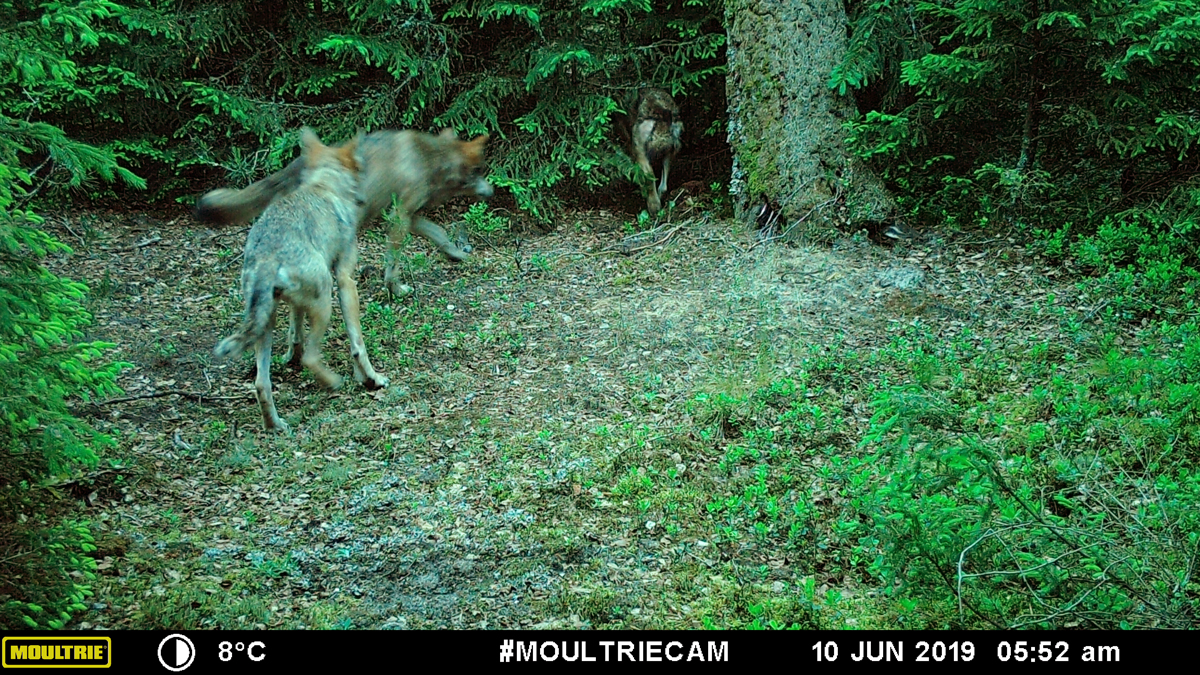 Breeding story of one model wolf pack leading by Torn Ear dominant ...