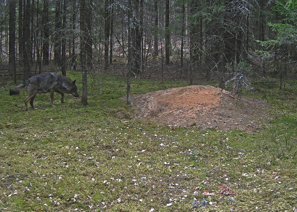 Breeding wolf couples without pups – Zoology by Vadim Sidorovich