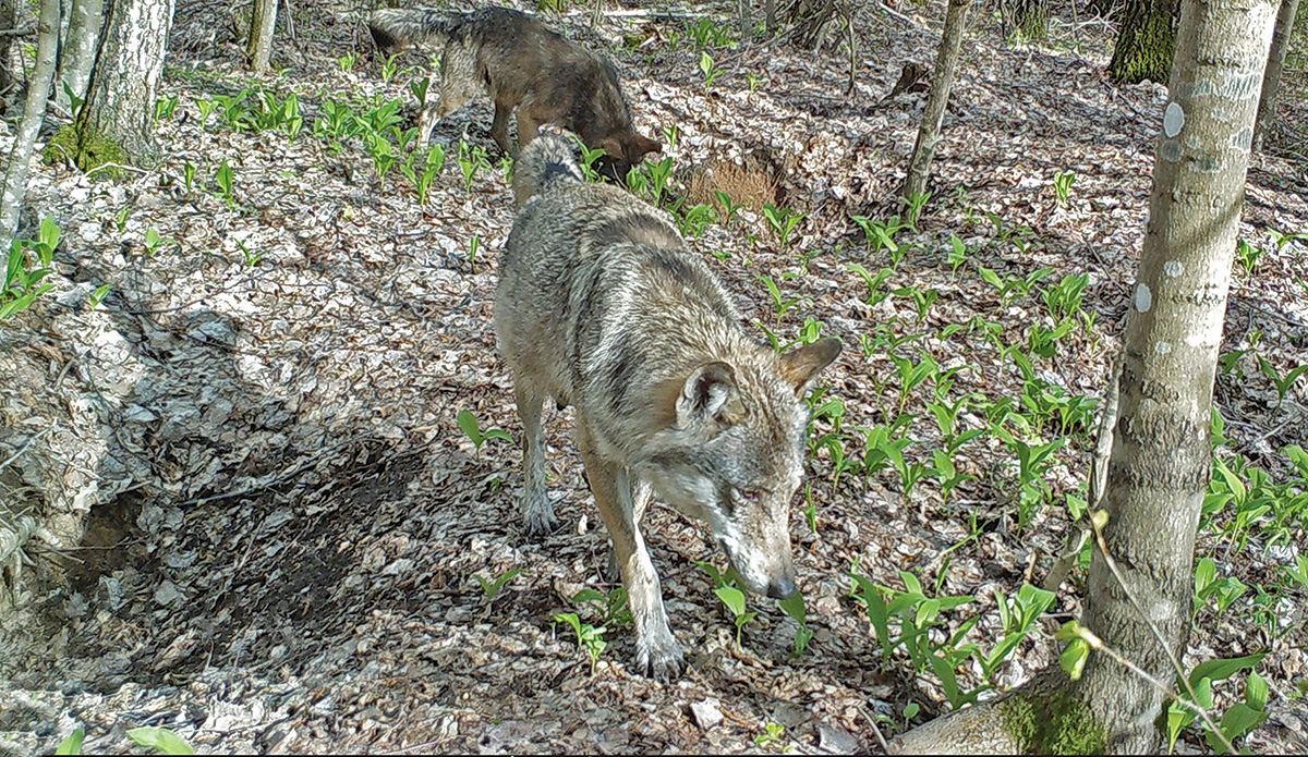 Breeding story of one model wolf pack leading by Torn Ear dominant ...