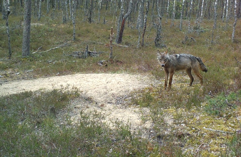 Breeding wolf couples without pups – Zoology by Vadim Sidorovich