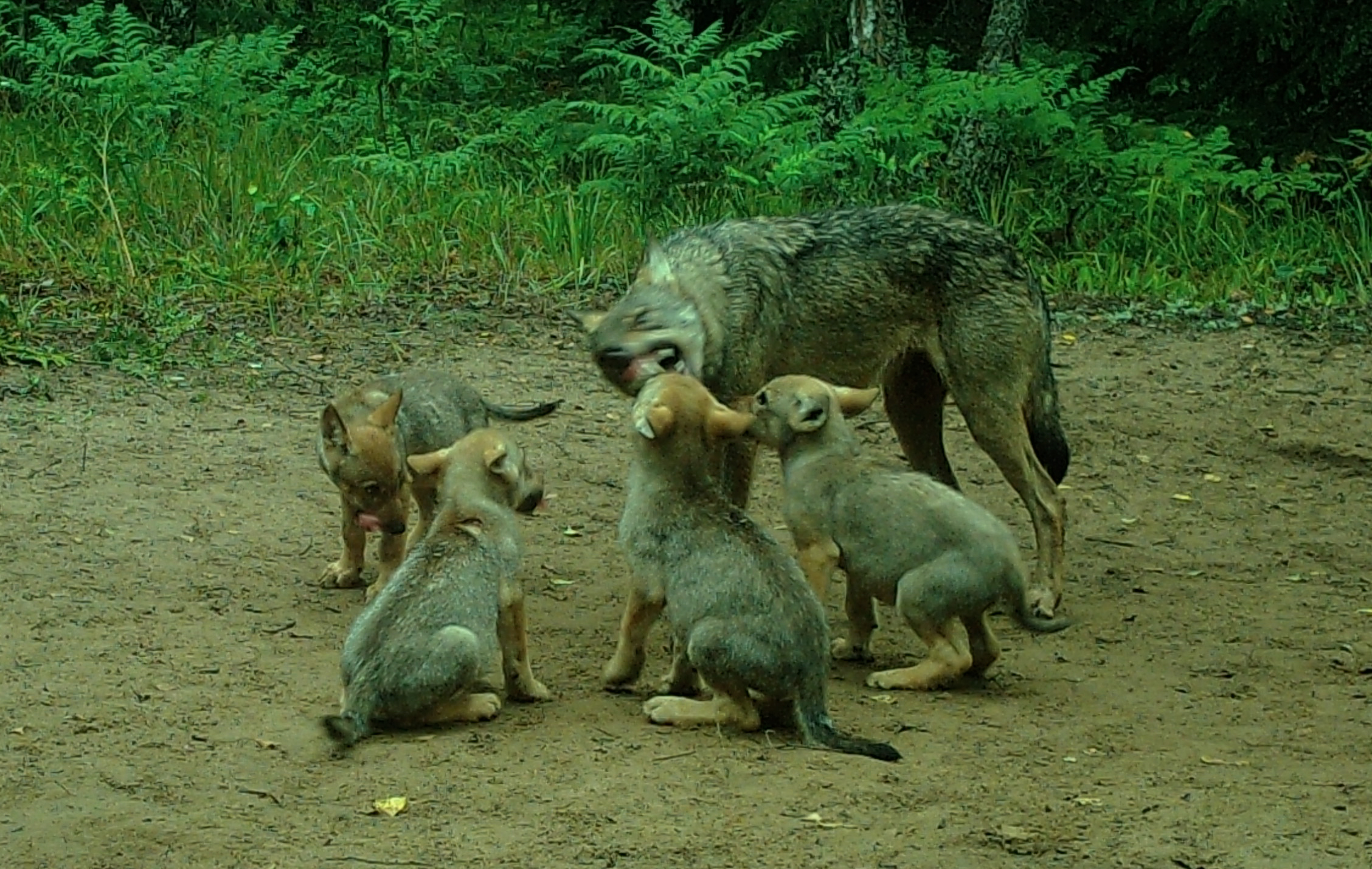 Behaviour of wolf pups and parents on the stage, when the pups are 30 ...