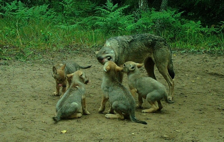 Behaviour of wolf pups and parents on the stage, when the pups are 30 ...