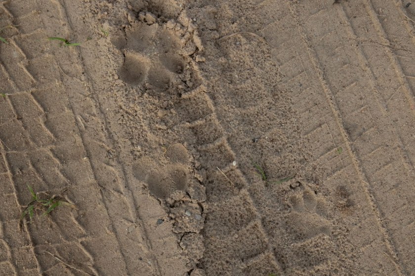 Is it possible to distinguish the golden jackal by tracks? – Zoology by ...