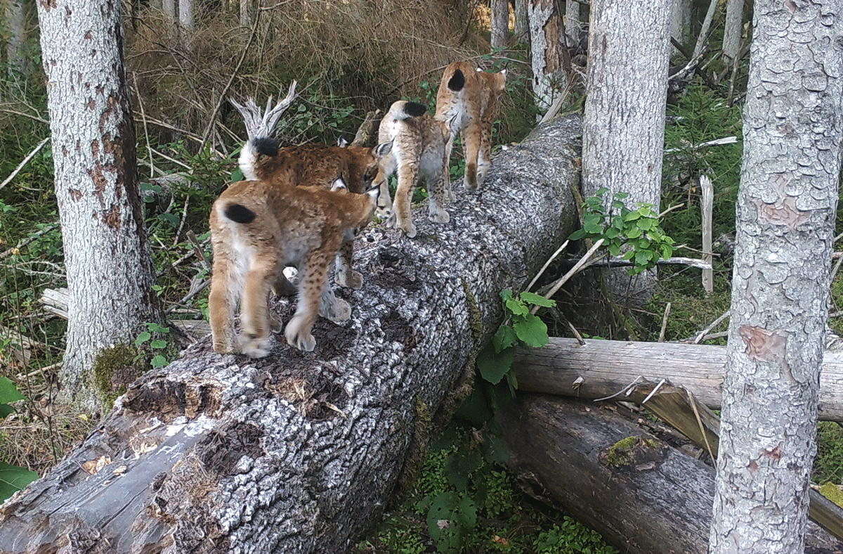 New findings on warm-season behaviour and ecology in Eurasian lynx ...