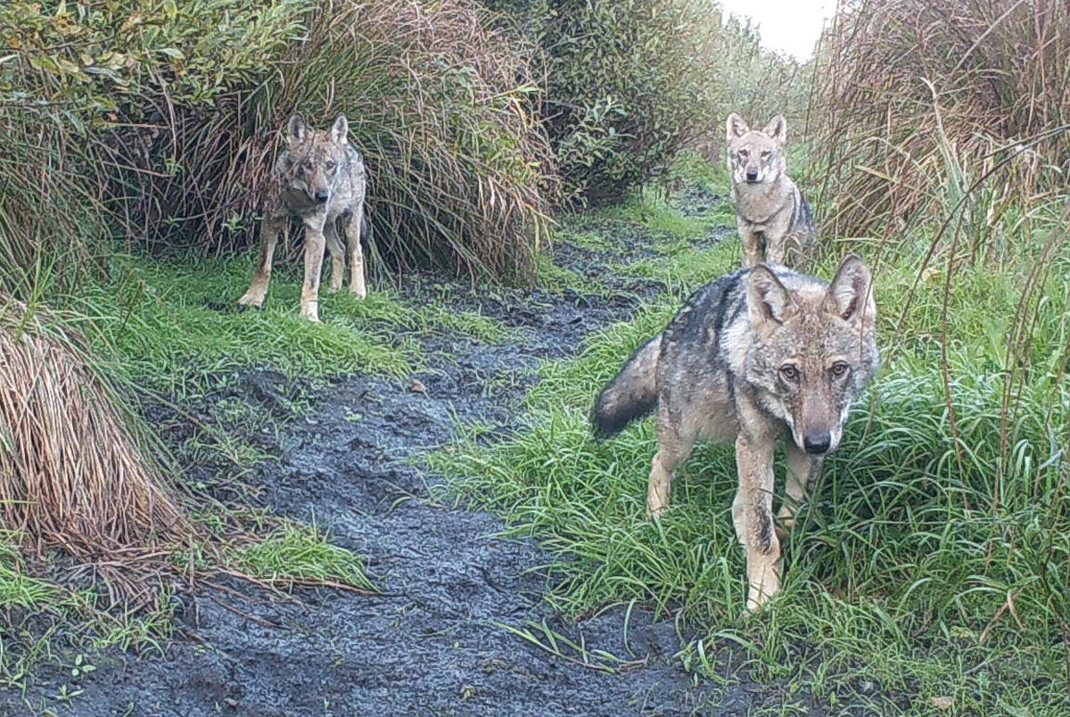 Summary on the wolf triple-breeding group that we traced in 2020 and ...