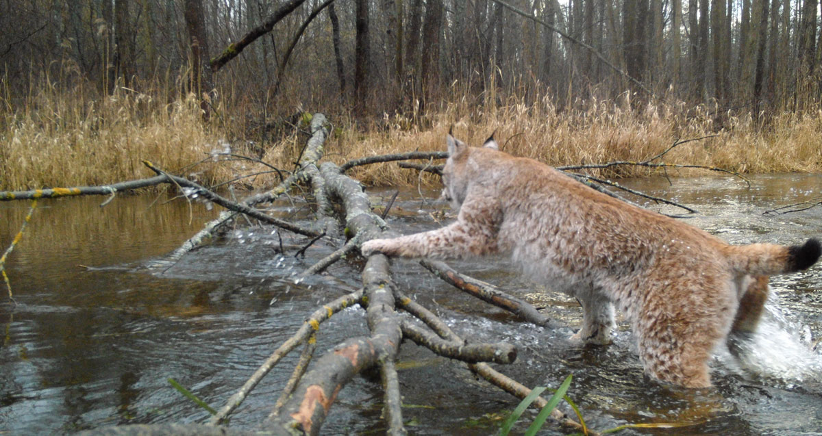 Does the Eurasian lynx avoid strictly cold water? – Zoology by Vadim ...