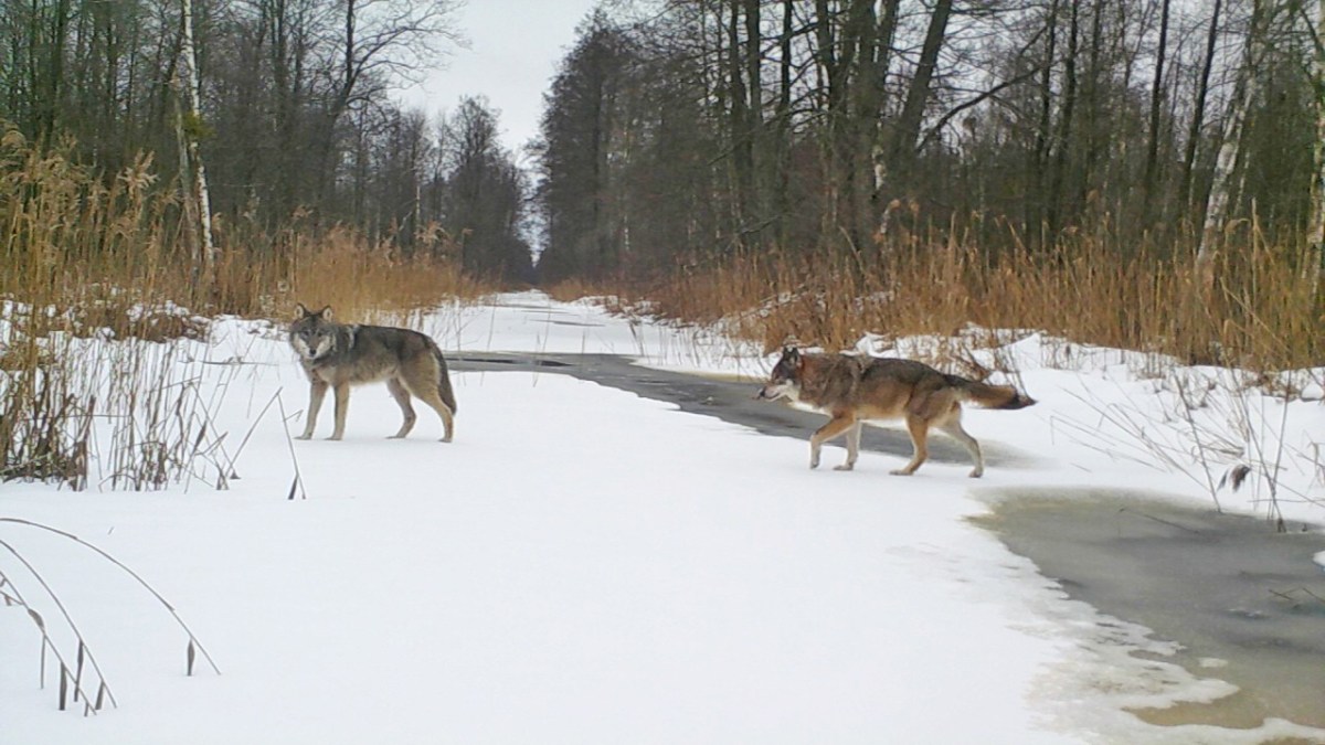 Results of study on wolves in Naliboki Forest in the winter of 2022 ...