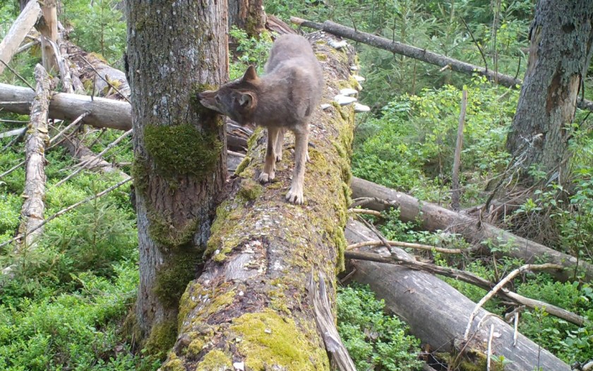 Study on wolf reproduction in Naliboki Forest in 2023: a short report ...